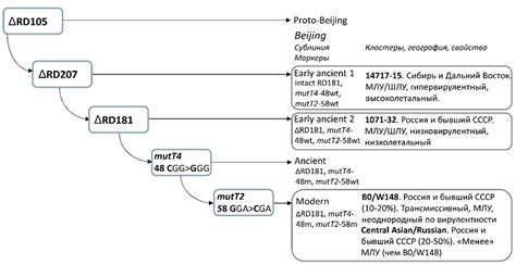 Scheme Of The Evolution Of The Beijing Mycobacterium Tuberculosis