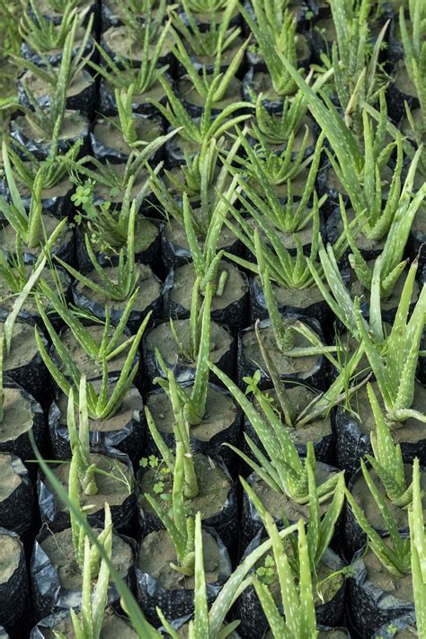 Plantar ALOE VERA Cómo Cuándo y Dónde Guía realista