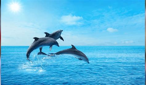 Dolphin Jumping In Water