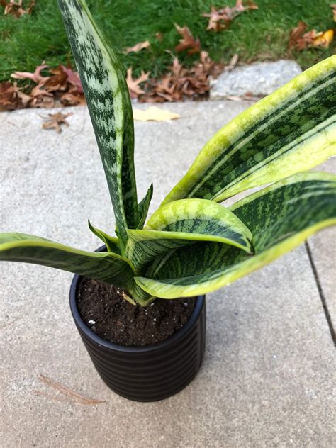 How To Repot Your Snake Plant In Just A Few Steps