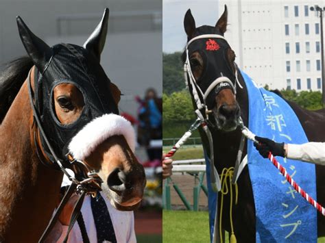 【先週のjra抹消馬】重賞4勝の10歳馬タガノエスプレッソ、牝馬路線で活躍のマジックキャッスルなど 競馬ニュース Netkeiba