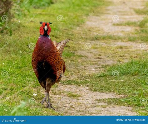 Male Pheasant In Its Natural Habitat Stock Image Image Of Nature Natural 282185785