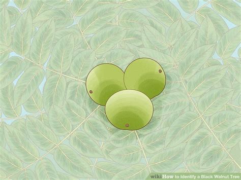 🌳simple Ways To Correctly Identify A Black Walnut Tree