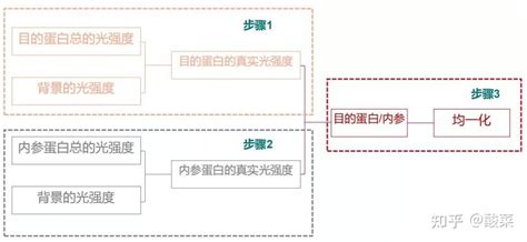 image j是最常用的western blot定量方法 详解image j软件分析图片灰度状态表达的方法及步骤 知乎