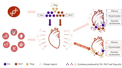 JCM Free Full Text Immune Dysregulation In HFpEF A Target For