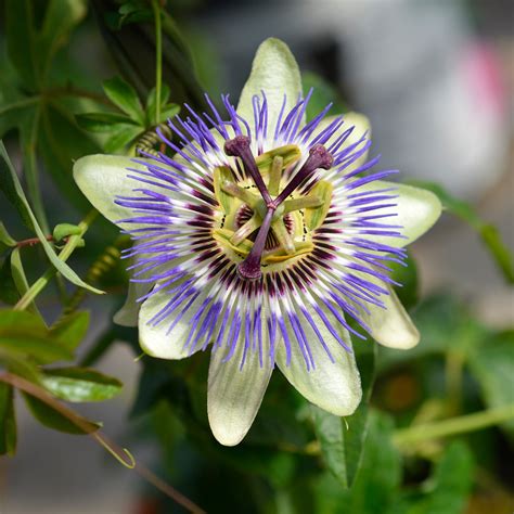 ウルグアイで一般的な植物の上位20 PictureThis