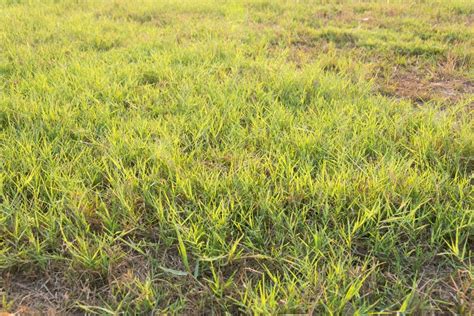 Getting Rid Of Bermuda Grass Thriftyfun
