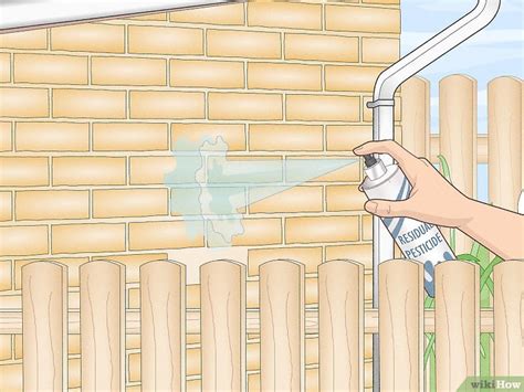 How To Get Rid Of Mud Daubers Info Effective Solutions