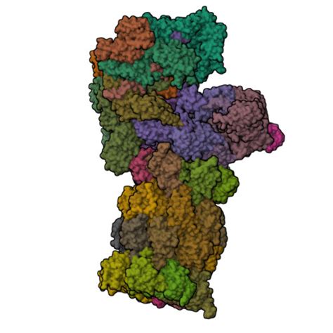 RCSB PDB 6MSB Cryo EM Structures And Dynamics Of Substrate Engaged