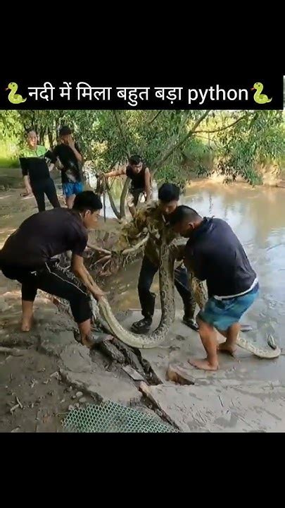 🐍नदी में से कैसे पकड़ा Python 🤔🤔short Shortvideo Mrindianhacker Crazyxyz Msfact8360 Youtube