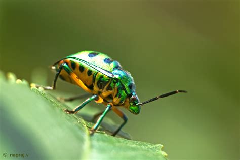 Carapace King Insect Mounts