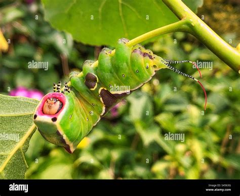 Puss Moth Caterpillar Showing Eye Spots As A Defensive Posture And
