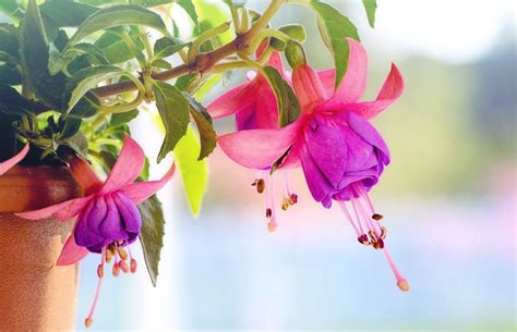 Fuchsia Care Plant Addicts