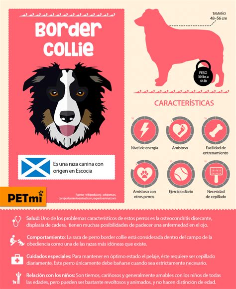 Border Collie Revista Petmi Para Amantes De Mascotas