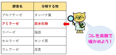 【科学実験】簡単！びっくり！納豆菌のデンプン分解～体の消化のしくみも学ぼう！ 子どもに笑顔を