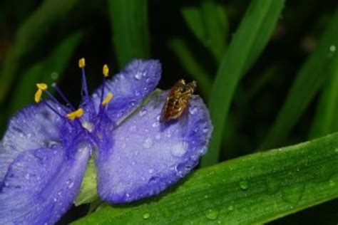 How To Use Bug Sex To Forecast The Weather Discover Magazine