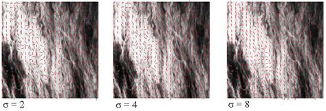6 The Principal Direction Corresponding To The Minimal Principal Download Scientific Diagram