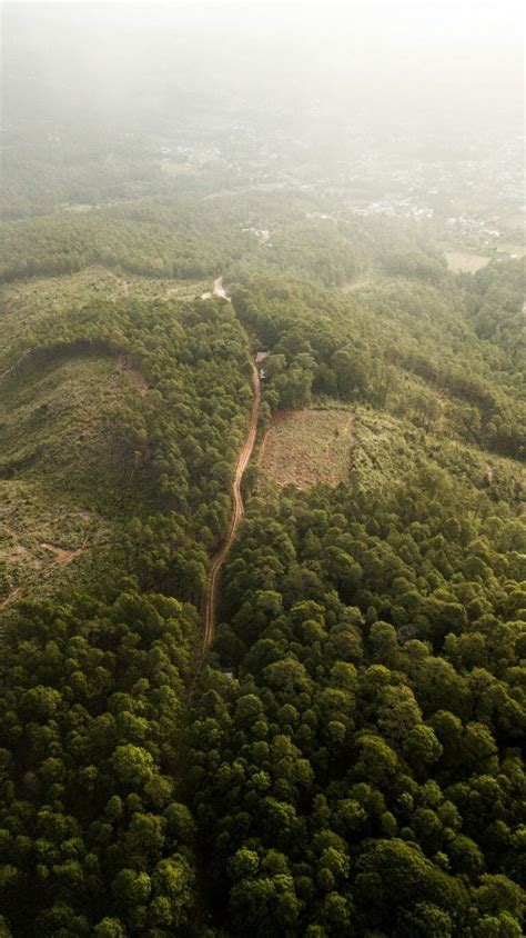 Un Tercio De Las Especies De árboles Del Planeta Están En Peligro De