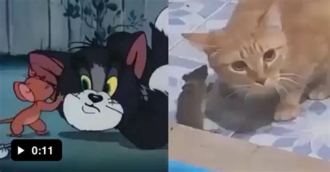 Tom And Jerry 9gag