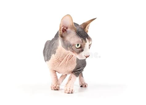 Isolated Sphynx Cat Standing Crouched And Looking Sideways Stock Image