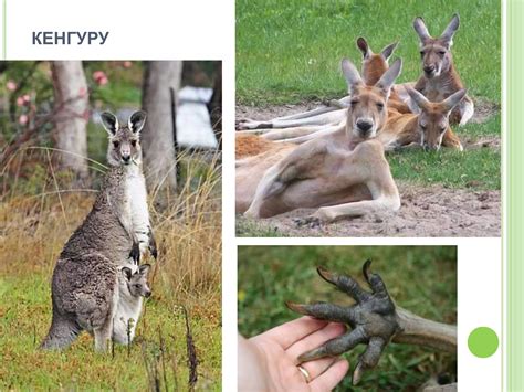 природні зони австралії Ppt