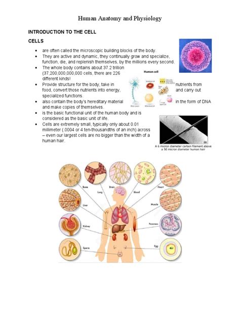 Lecture 3 Body Cells And Tissues Pdf Cell Biology Tissue Biology