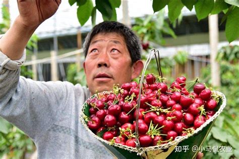 一根棍上长樱桃产果15斤亩产1 5万斤大叔栽种三月上市不简单 知乎