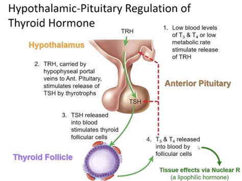 Thyroid Flashcards Quizlet