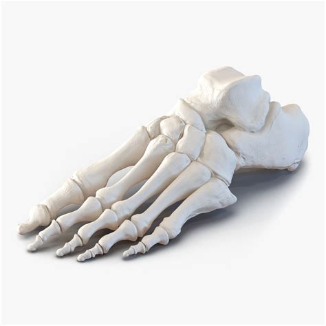 인간의 발 뼈 3d 모델 15 Unknown 3ds C4d Fbx Obj Free3d