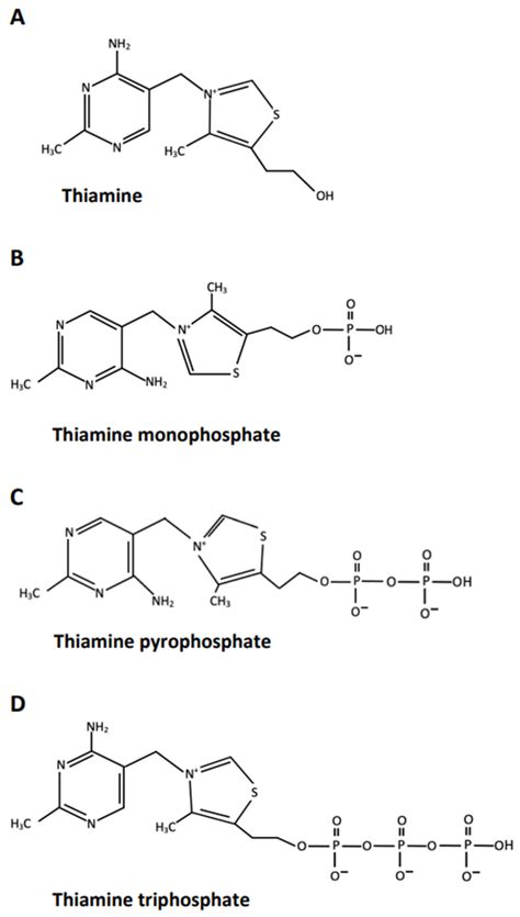 Chemical Formula And Main Biological Functions Of Thiamine And Its