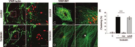 Camp Induced Perinuclear Clustering Of Wpbs Occurs At The Mtoc Huvecs