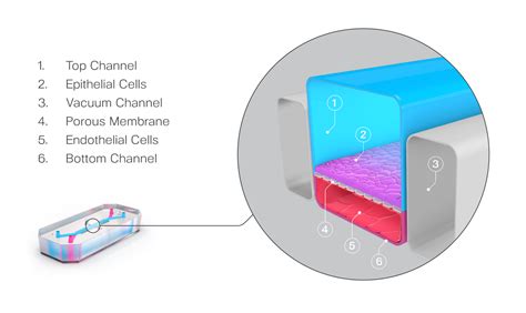 What Are Organ Chips Emulate