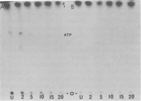 Same As For Fig 10 But For Extracellular 32p Labeled Nucleotides