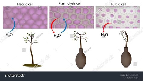 Flaccid Turgid Plasmolysis Cells Osmosis Plant Stock Vector Royalty Free 2547027413 Shutterstock