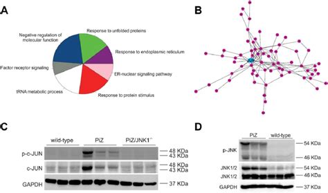 The Jnk Pathway Is Activated In Piz Livers A Genes Up Regulated In