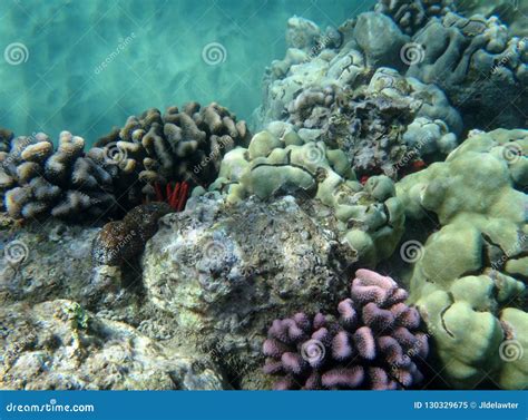 Coral Reef Off The Coast Of Maui Stock Image Image Of Reef Ocean