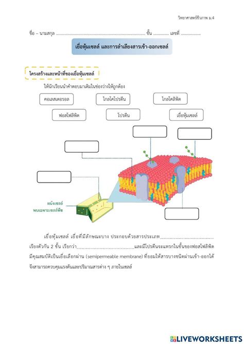 ใบงานเรื่องเซลล์ และการลำเลียงสารเข้าออกเซลล์ Online Exercise For