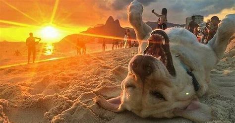 Every Day Has Its Dog Album On Imgur