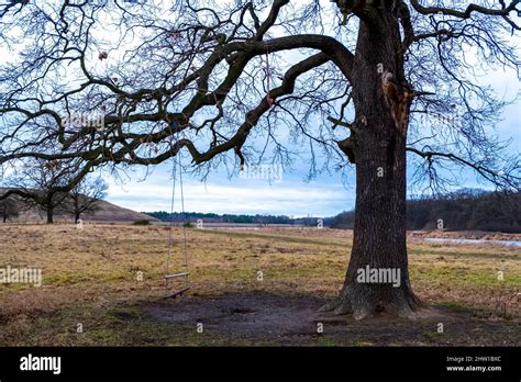Beautiful Shot Of A Tree With No Leaves And A Swing Hanging On One Of Its Branch Stock Photo Alamy