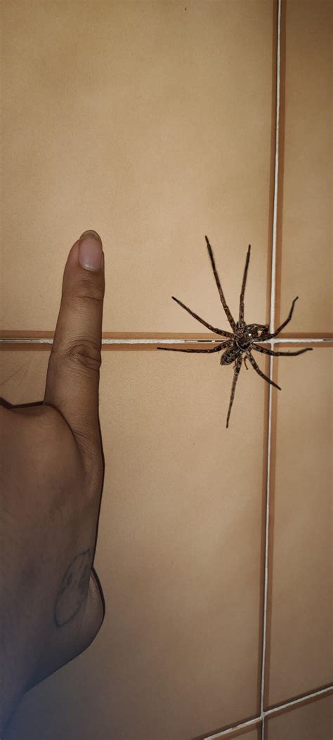 Giant Huntsman Spider Size Comparison Huntsman Spider Texas Invasive
