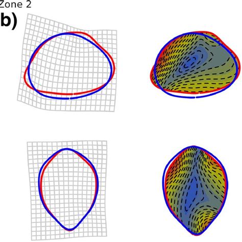 Shell Shape Variation In C Ambigua Morphotypes For Which Sex Was