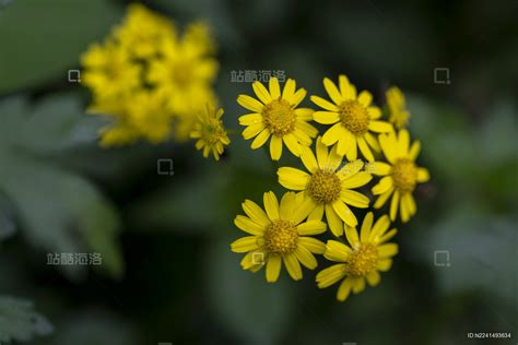 黄色小花邹菊植物背景 站酷海洛 正版图片 视频 字体 音乐素材交易平台 站酷旗下品牌
