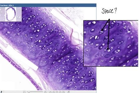 Skeletal Histology Flashcards Quizlet