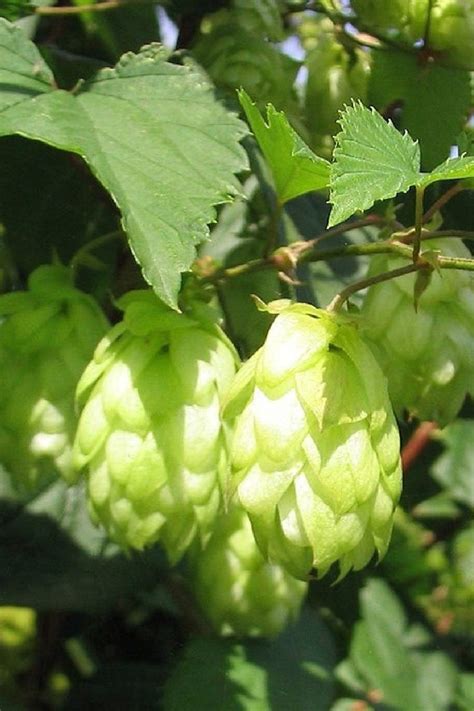 Nugget Hops Humulus Lupulus Nugget Лекарственные растения Семена