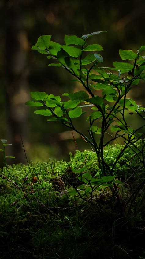 Bộ Sưu Tập Background Black Nature Với Hình ảnh đen Tối Tự Nhiên