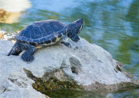 How Big Do Red Eared Slider Turtles Get Size Cycle Factors And