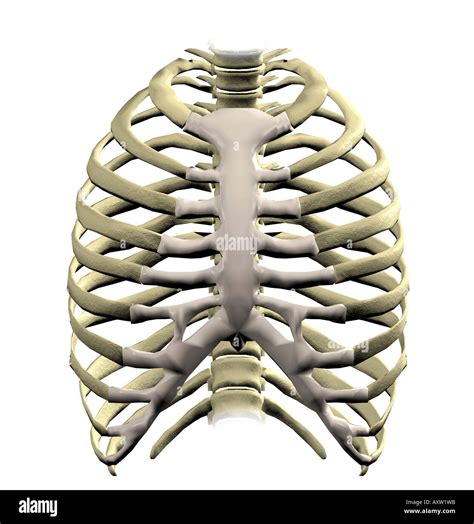 Brustkorb Anatomie Fotos Und Bildmaterial In Hoher Auflösung Alamy