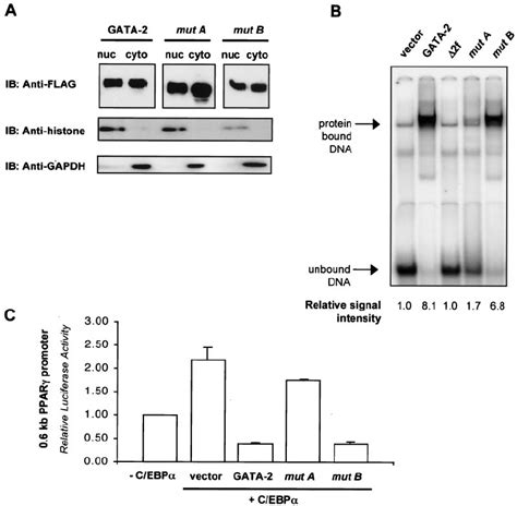 Analysis Of Nuclear Localization And Dna Binding Properties Of Mutant A
