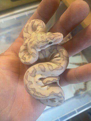 Royal Python Hatchling Poss Worlds First Ball Pythons Morphmarket
