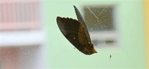 나방 이름 지식in